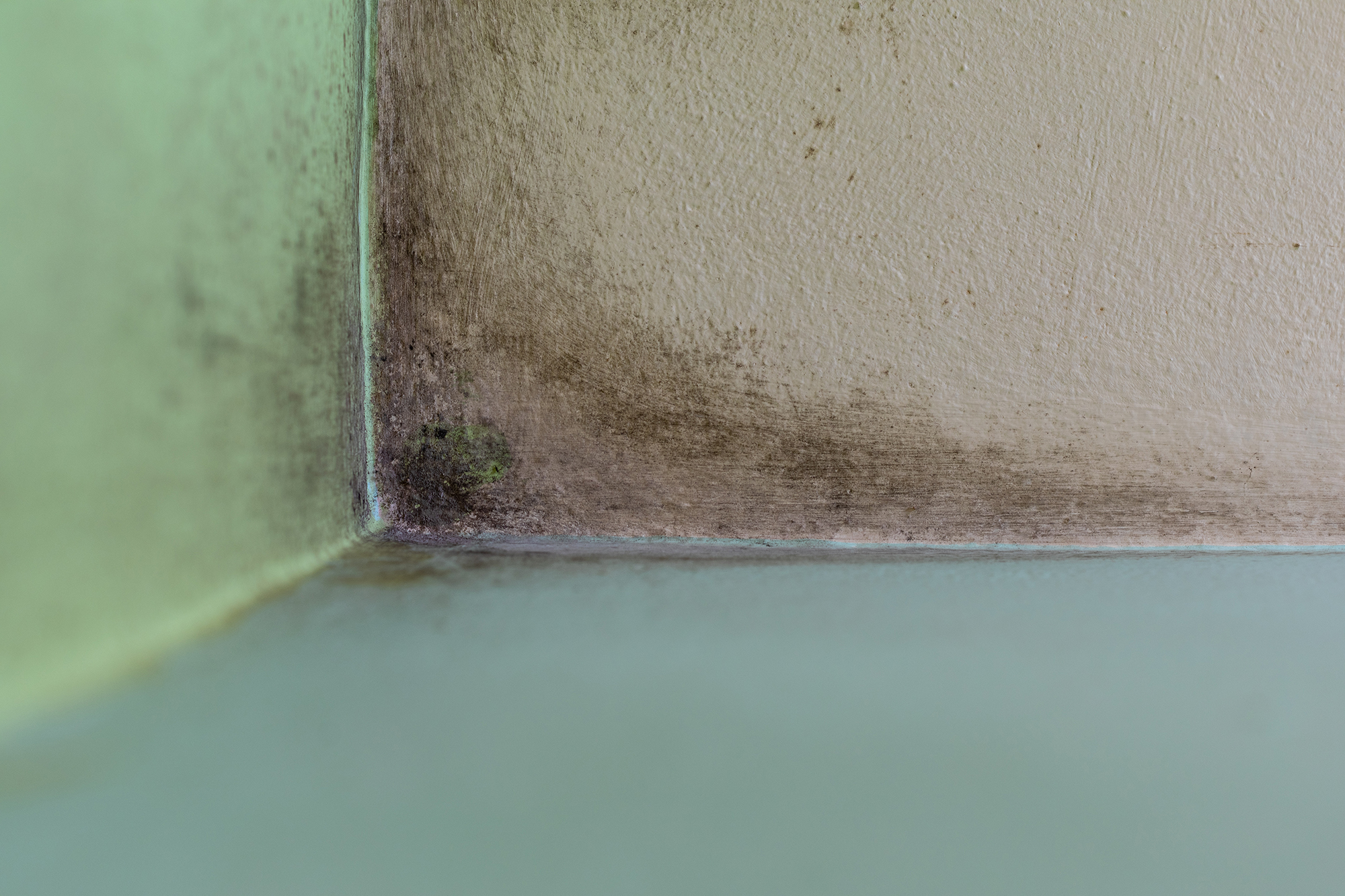 Tips for Preventing Mold Growth in Your Home | Mold.ca